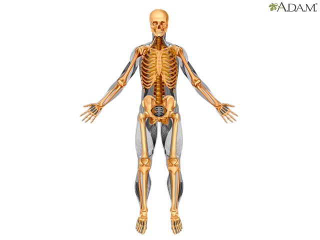 Spanish HIE Multimedia - Componentes del sistema óseo